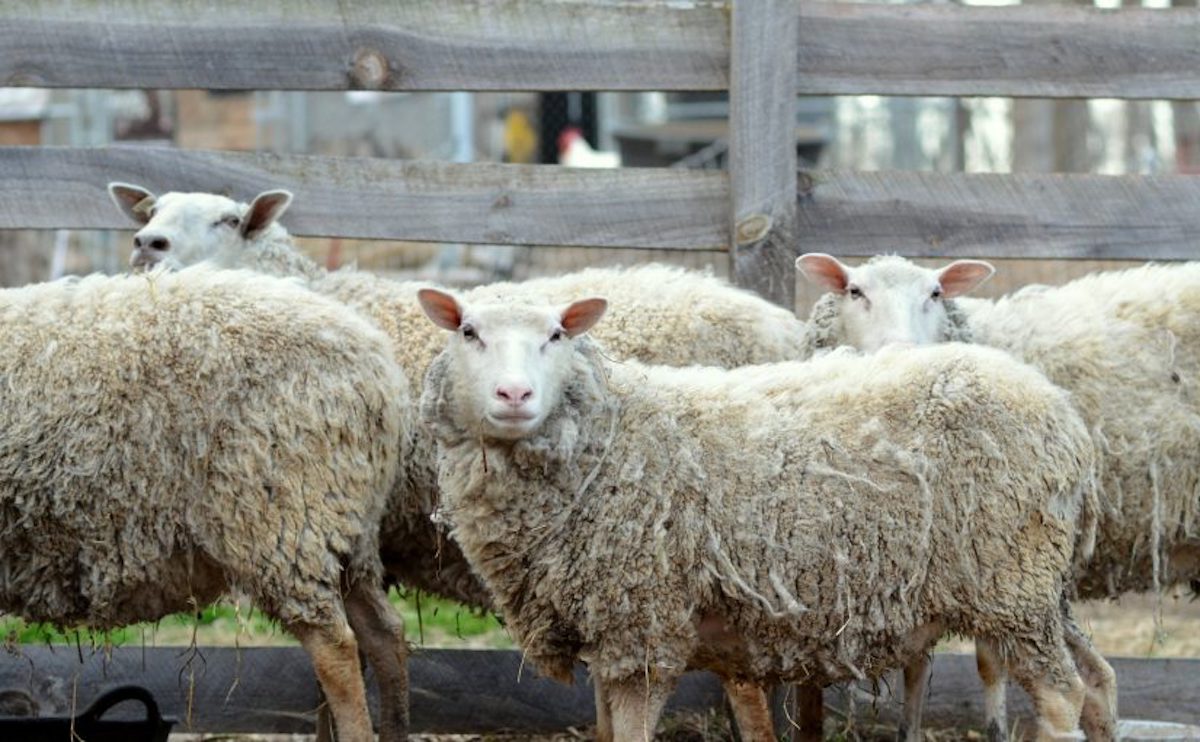 Becoming a Shepherd - Countryside